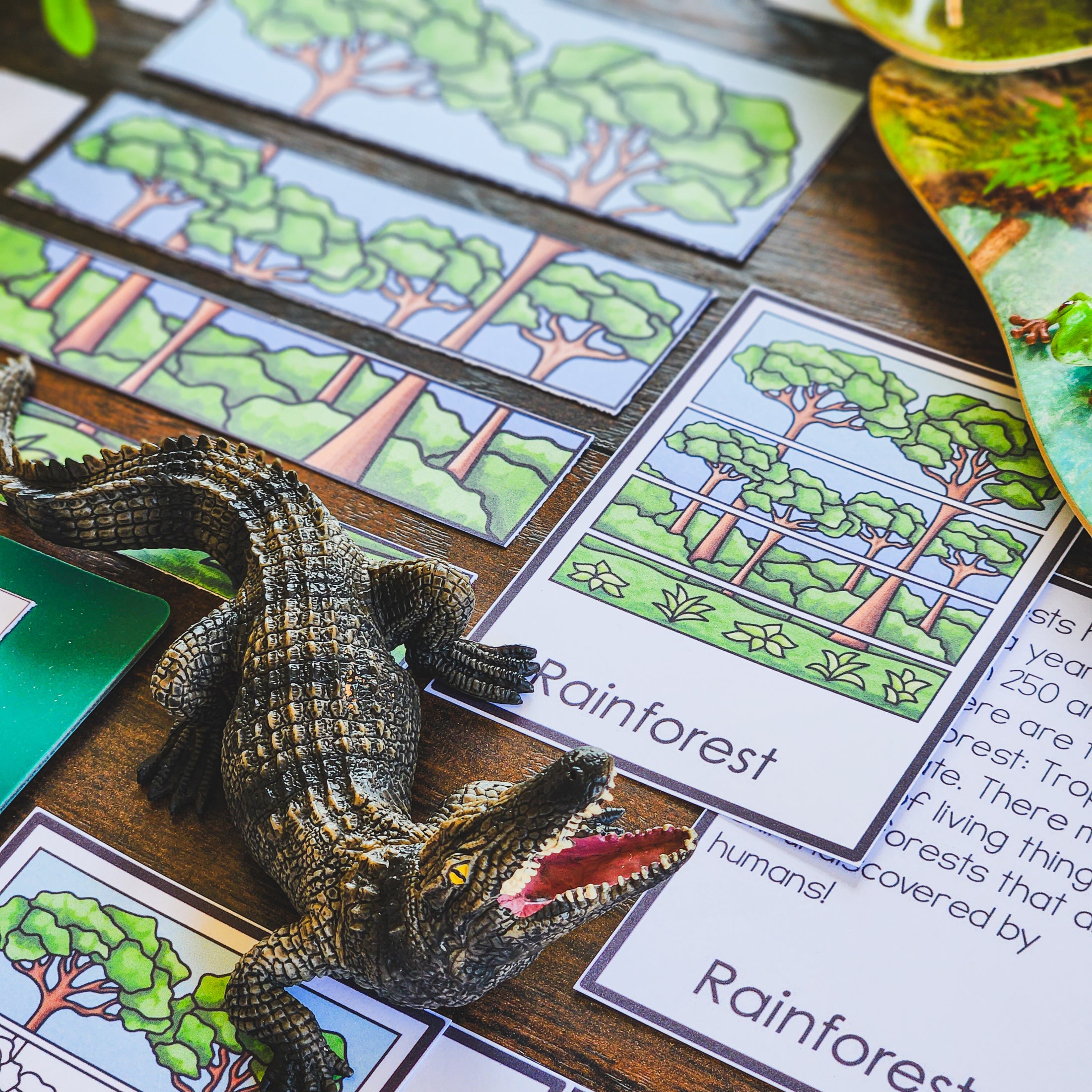 Rainforest Layers – montessorikiwi