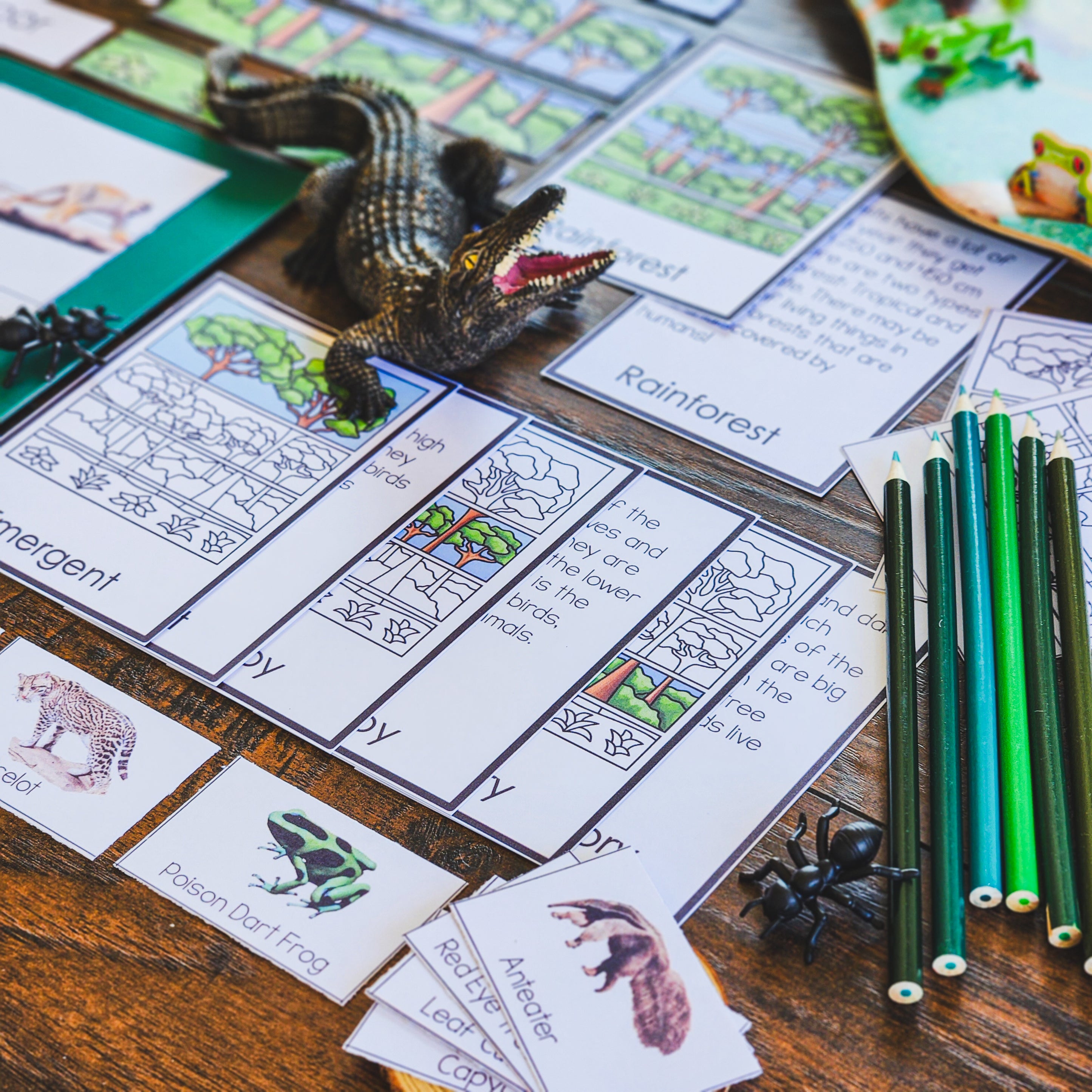 Rainforest Layers – montessorikiwi