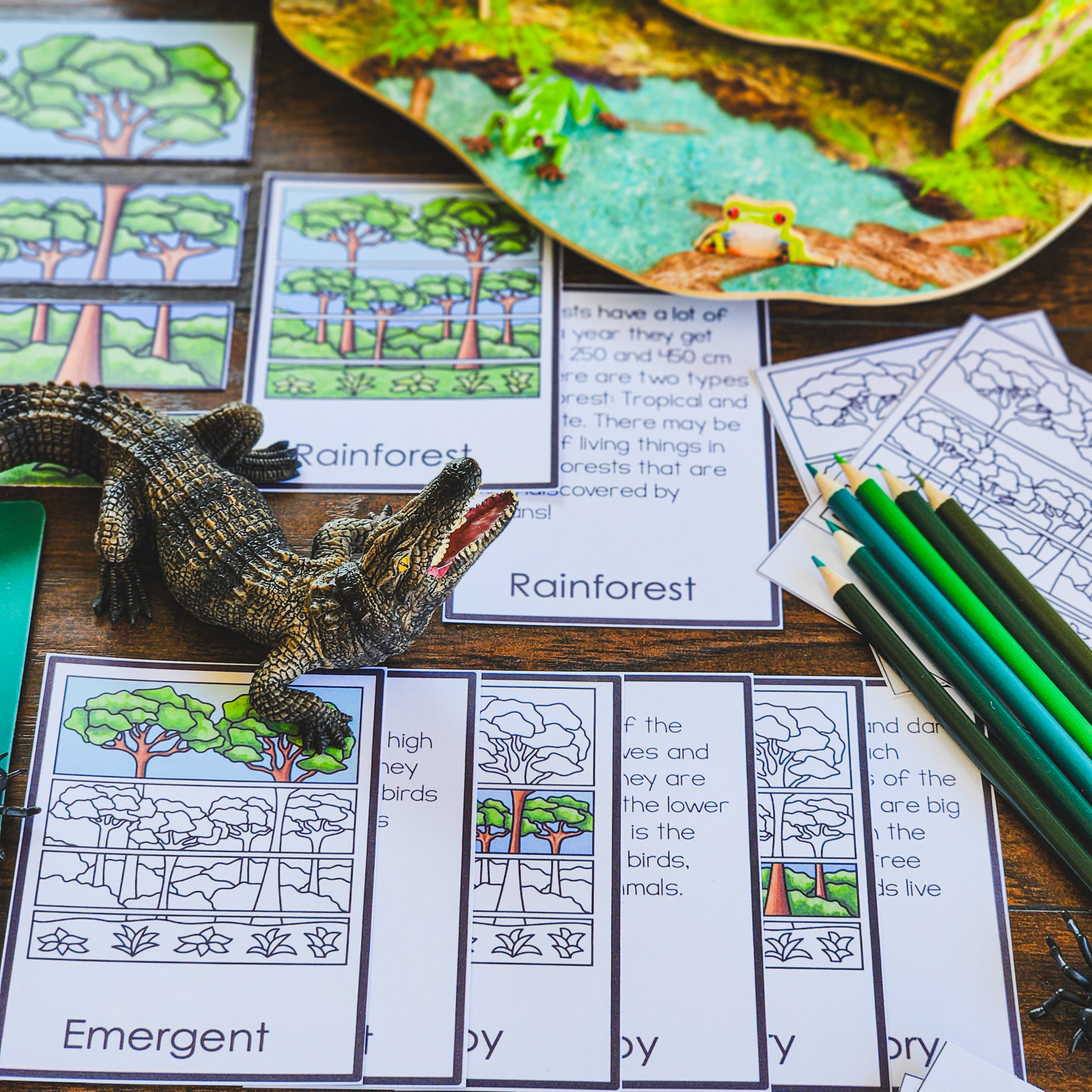 Rainforest Layers – montessorikiwi