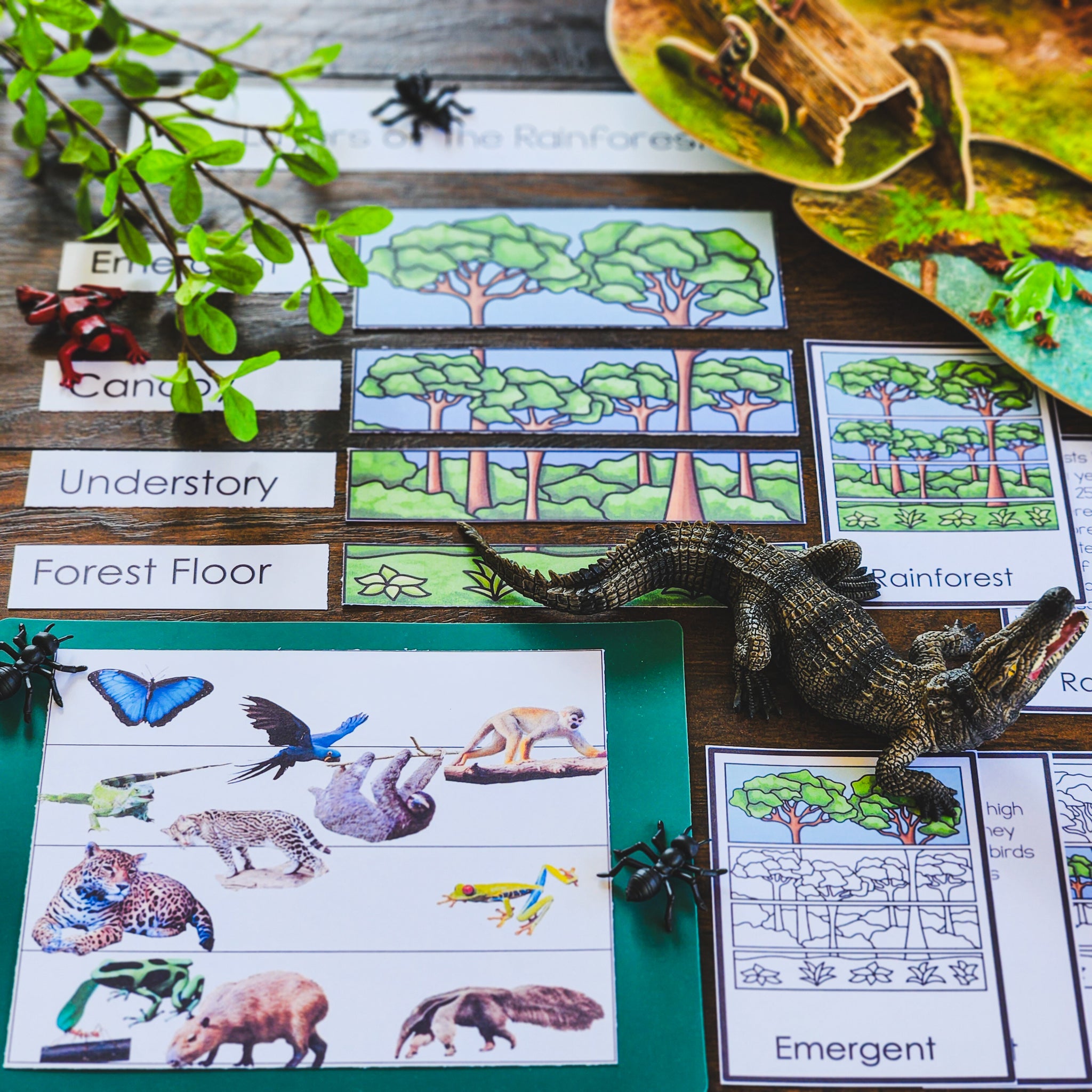 Rainforest Layers – montessorikiwi