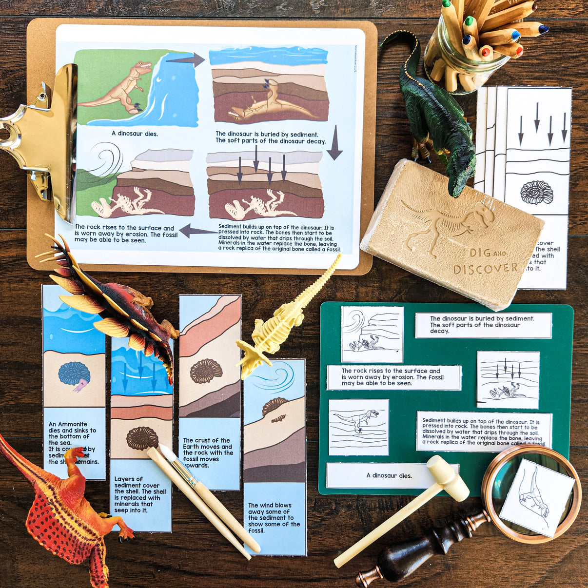 The Process of Fossiliation - How a fossil is made -FREE – montessorikiwi