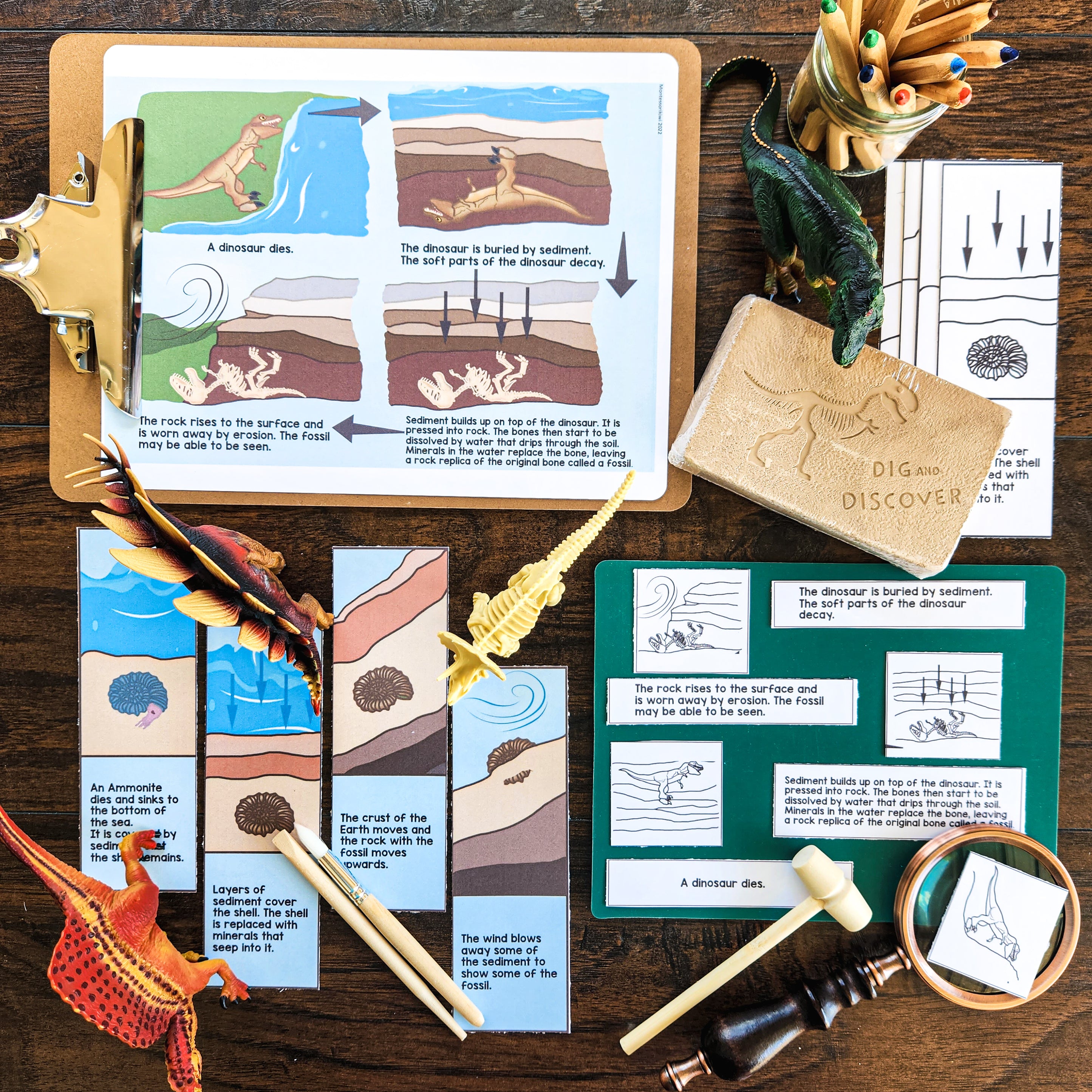 The Process of Fossiliation - How a fossil is made -FREE – montessorikiwi