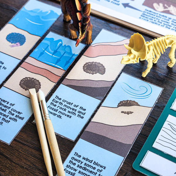 The Process of Fossiliation - How a fossil is made -FREE – montessorikiwi