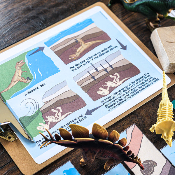 The Process of Fossiliation - How a fossil is made -FREE – montessorikiwi