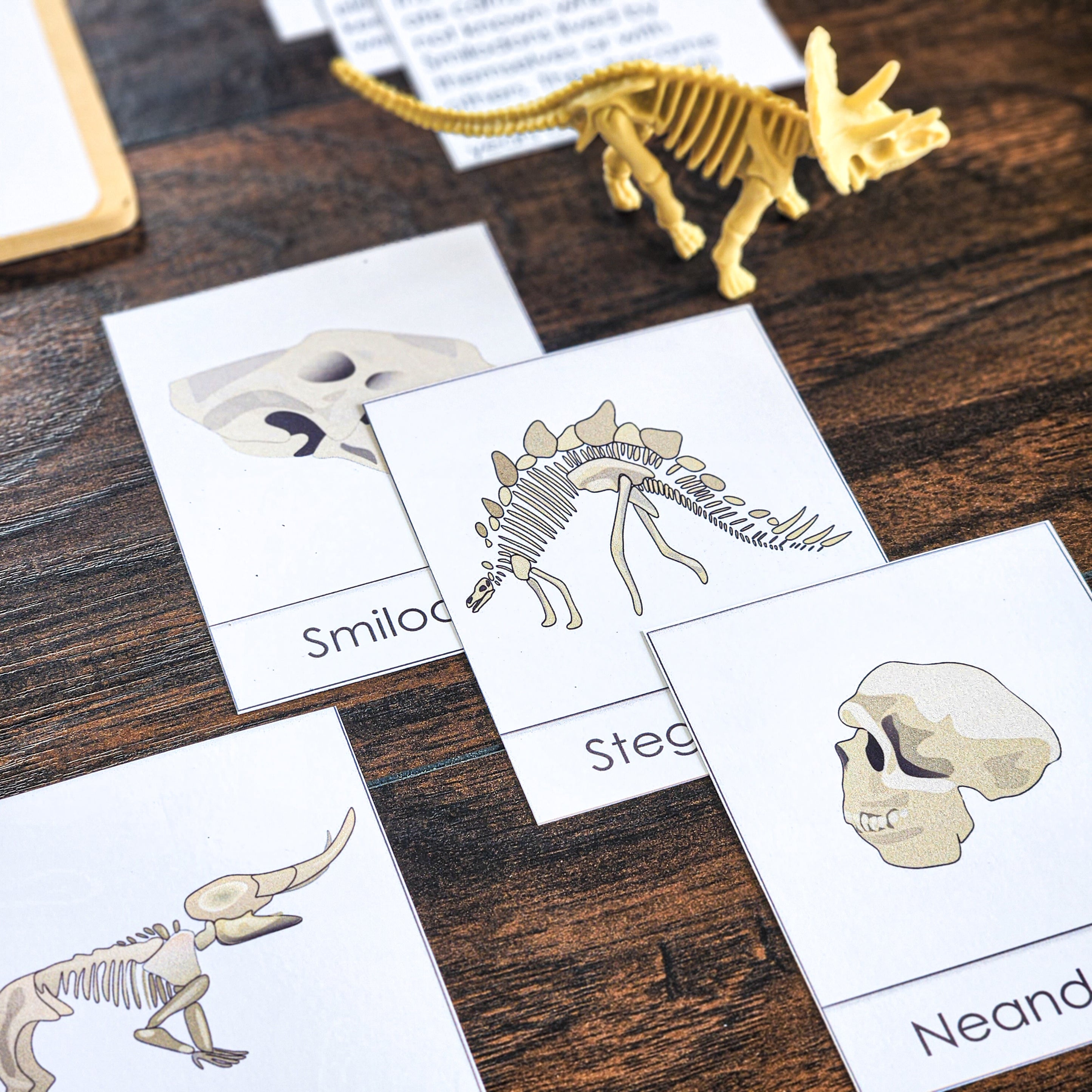 Fossils of different eras 3 part cards (cosmic) – montessorikiwi