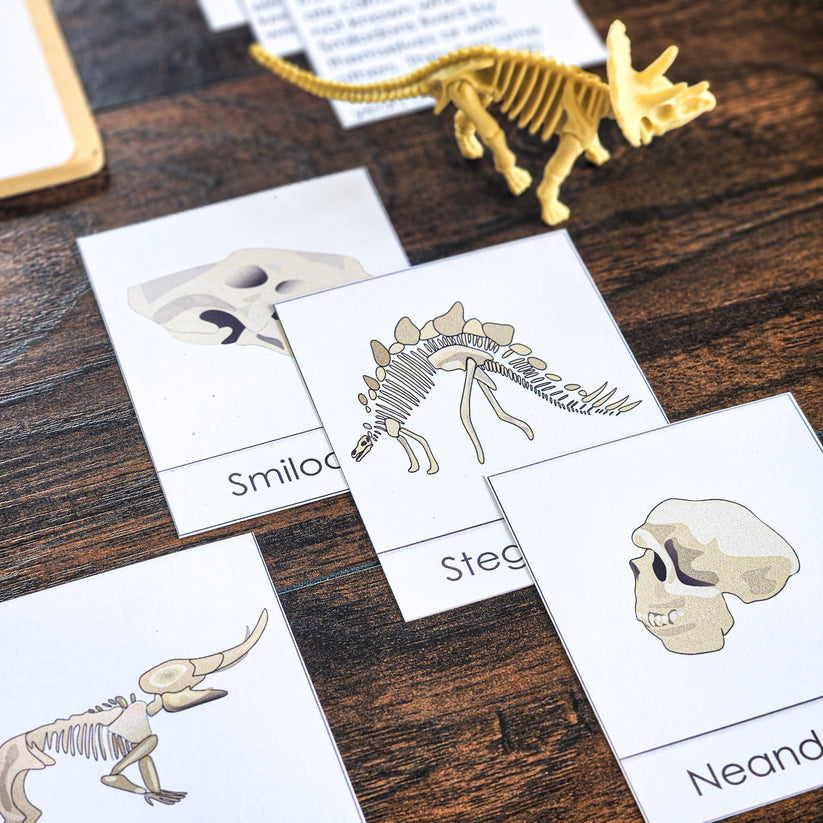 Fossils Montessori Earth History & Geological Time Periods Vocabulary ...