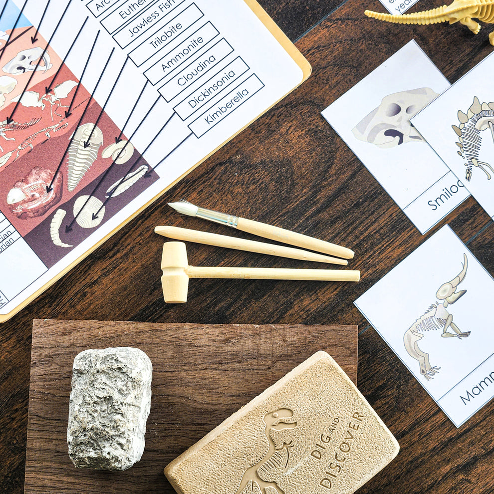 Fossils of different eras 3 part cards (cosmic) – montessorikiwi