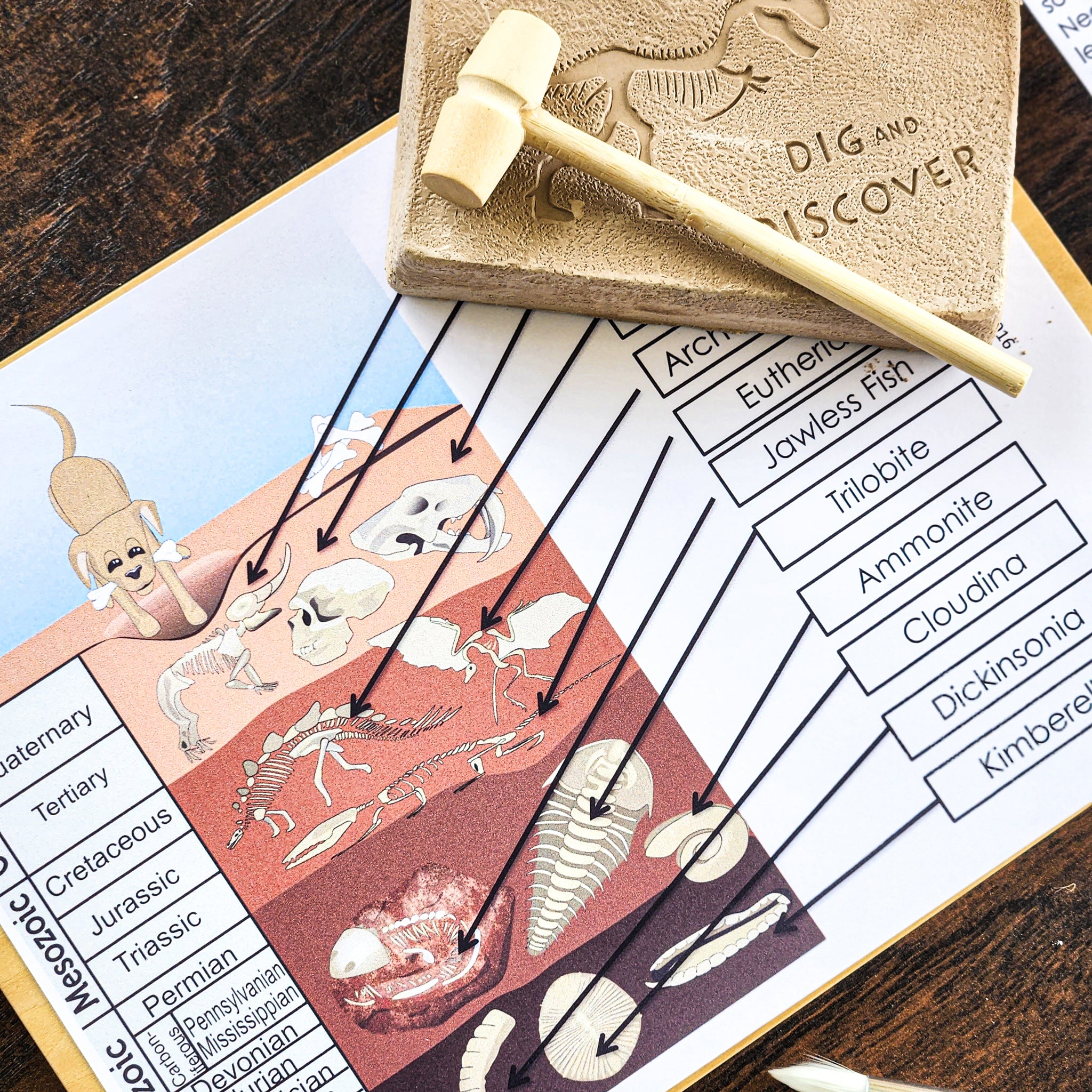 Fossils of different eras 3 part cards (cosmic) – montessorikiwi