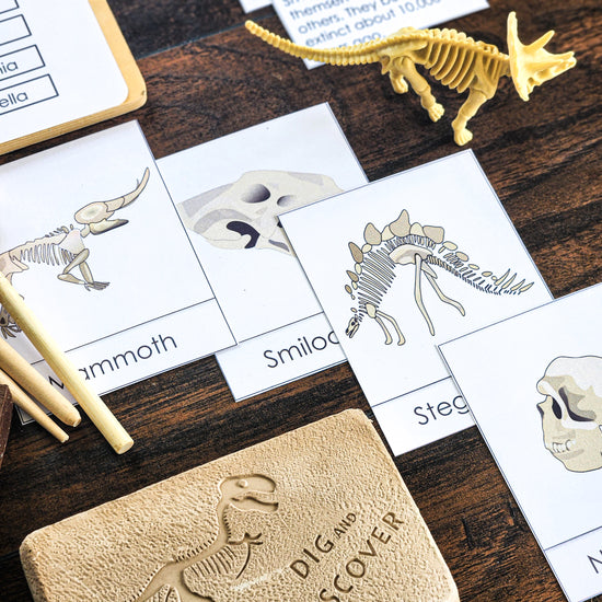 Fossils of different eras 3 part cards (cosmic) – montessorikiwi