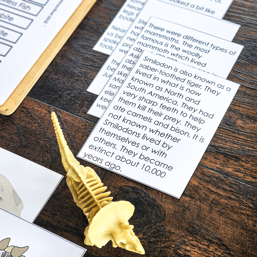 Fossils of different eras 3 part cards (cosmic) – montessorikiwi