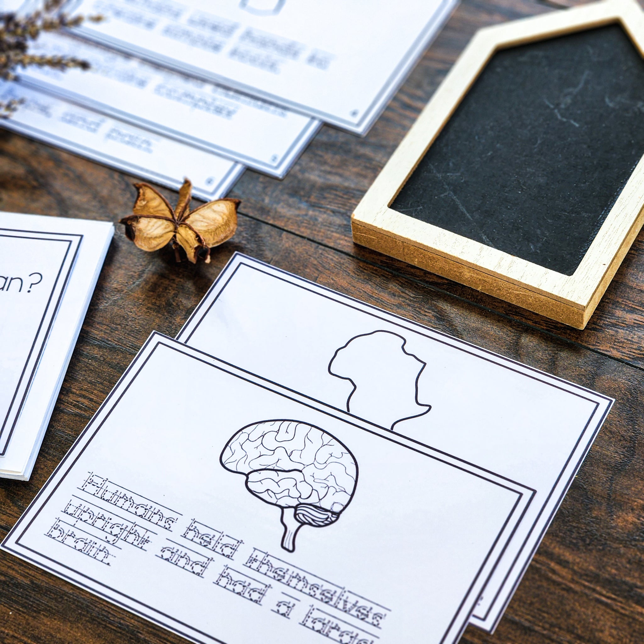 What makes us human? script and create your own booklet (early humans ...