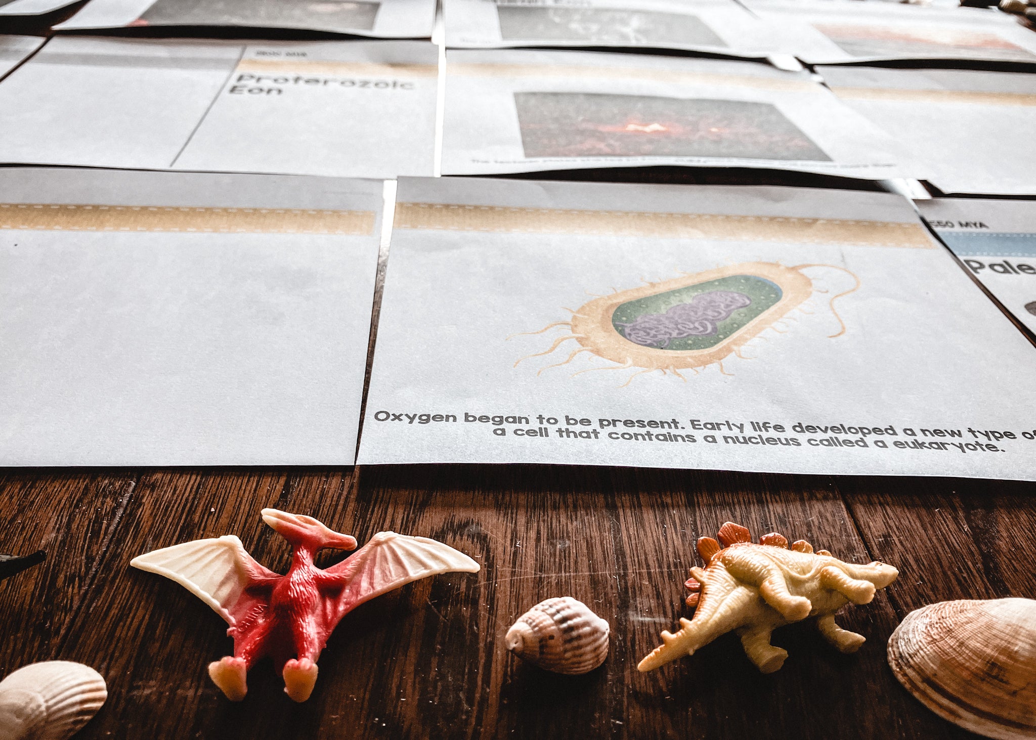 Montessori Clock of Eras timeline of life (cosmic) – montessorikiwi