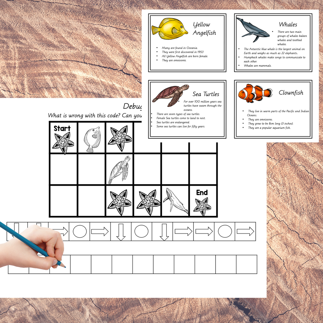 Unplugged coding - ocean themed suitable for Montessori – montessorikiwi