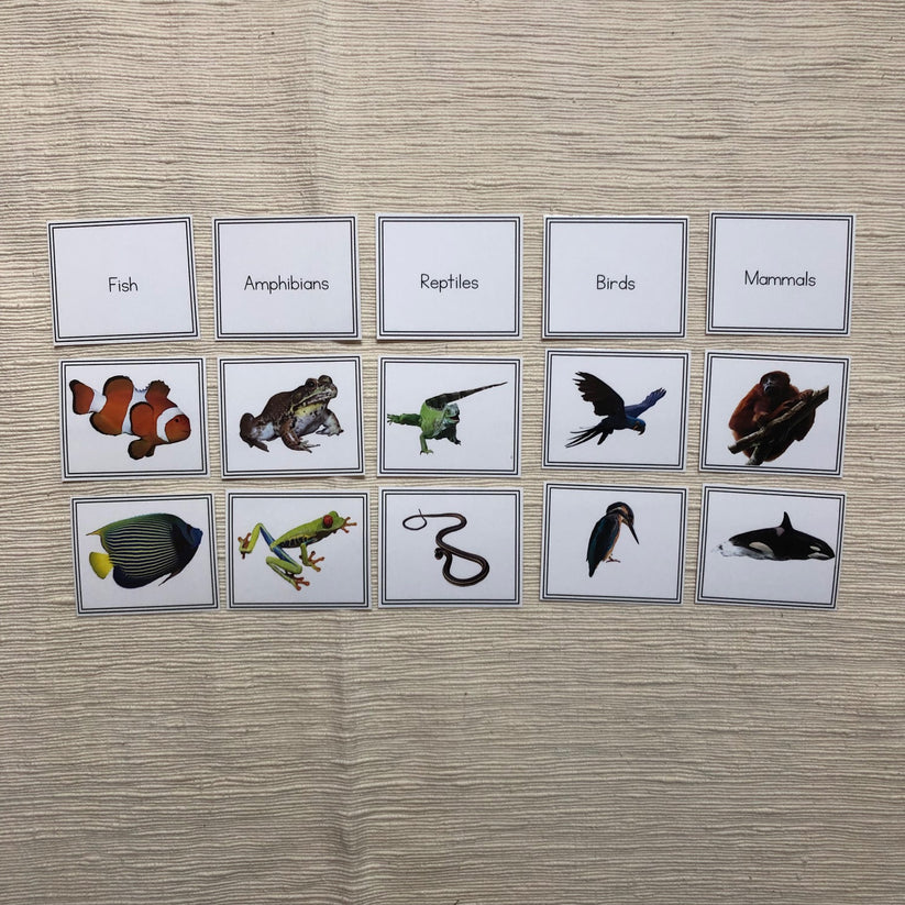 Vertebrate Sorting Activity – montessorikiwi