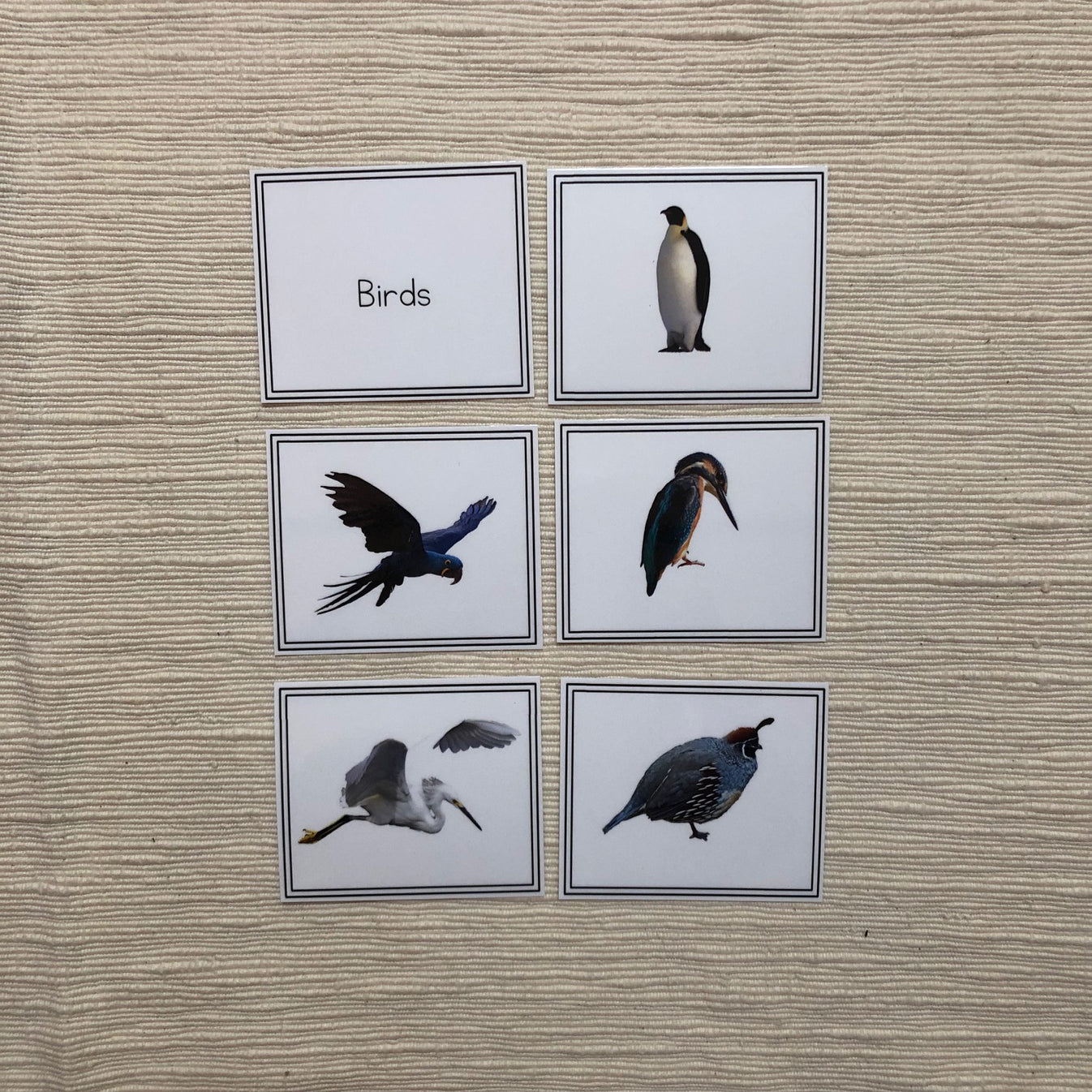 Vertebrate Sorting Activity – montessorikiwi