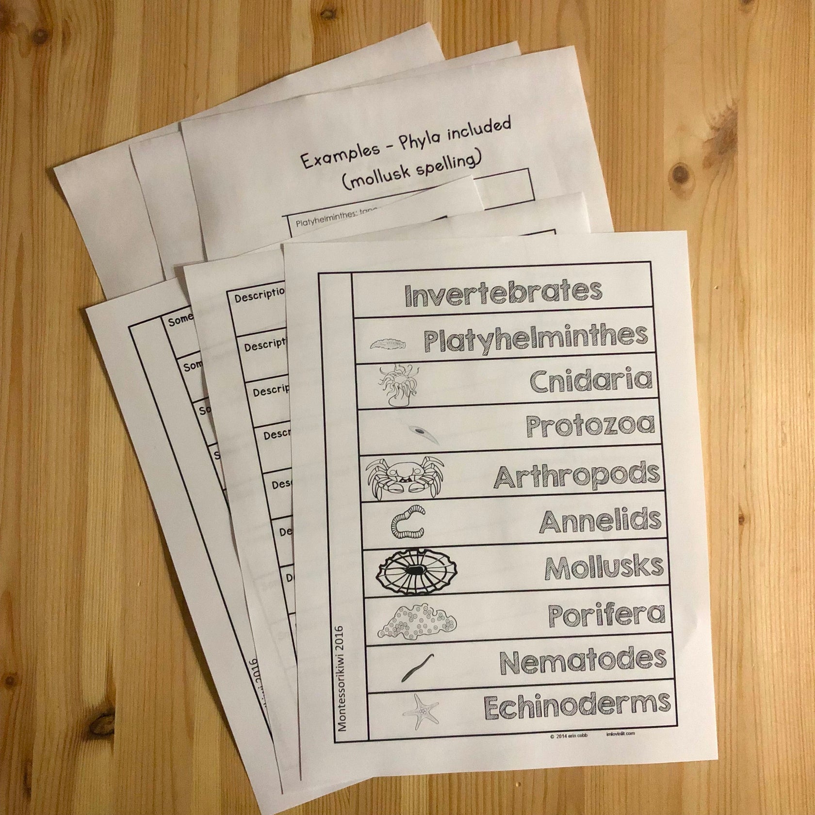 Invertebrate Book – montessorikiwi